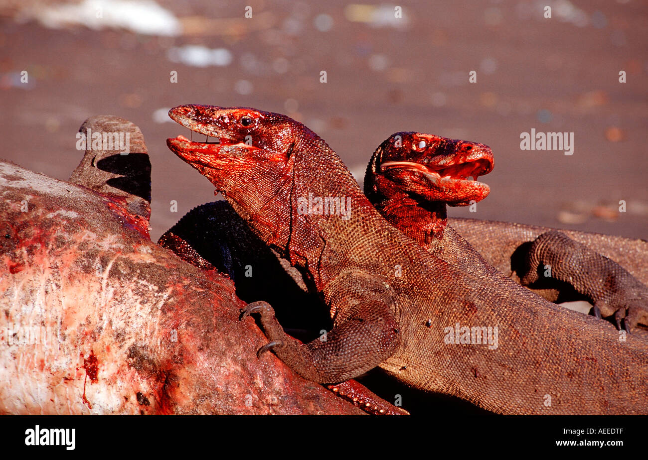 Komodo Dragons Eating