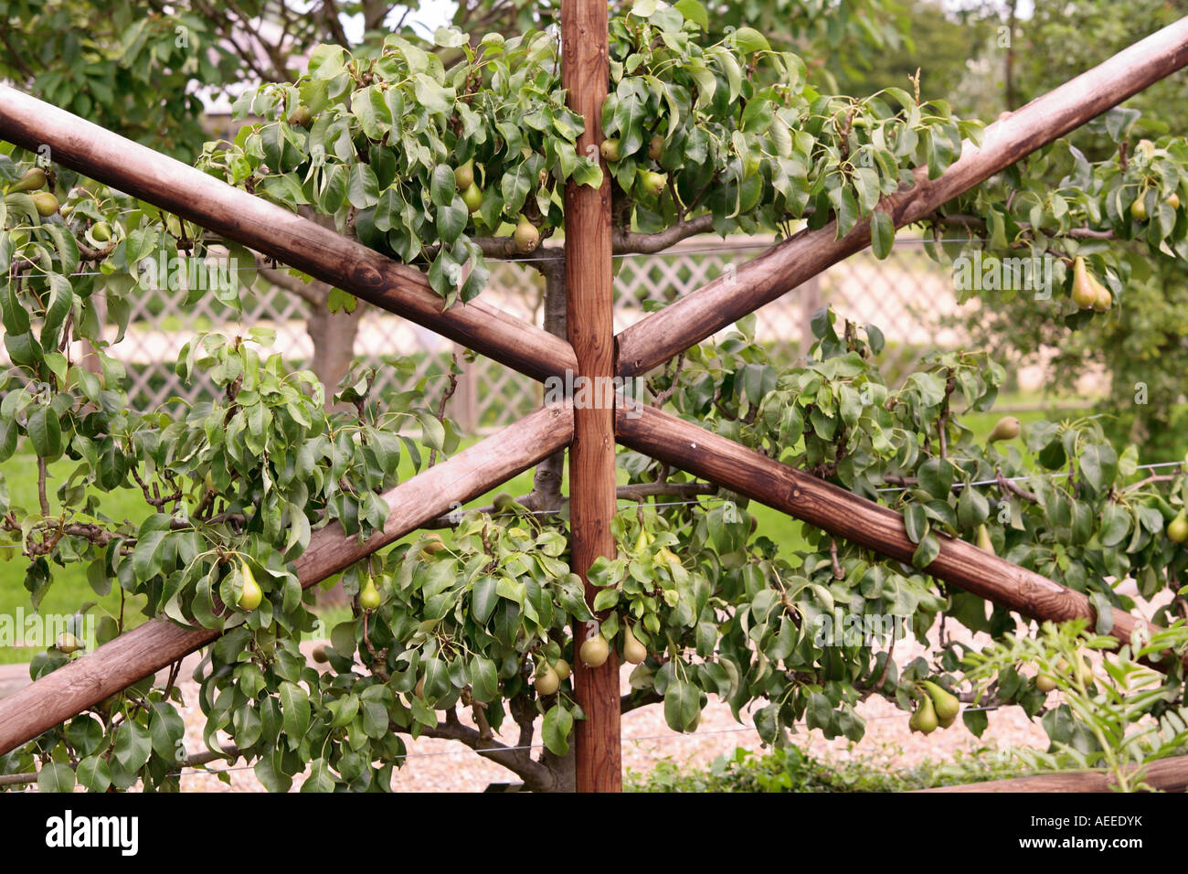 Espaliered pear tree bearing young fruits Stock Photo - Alamy