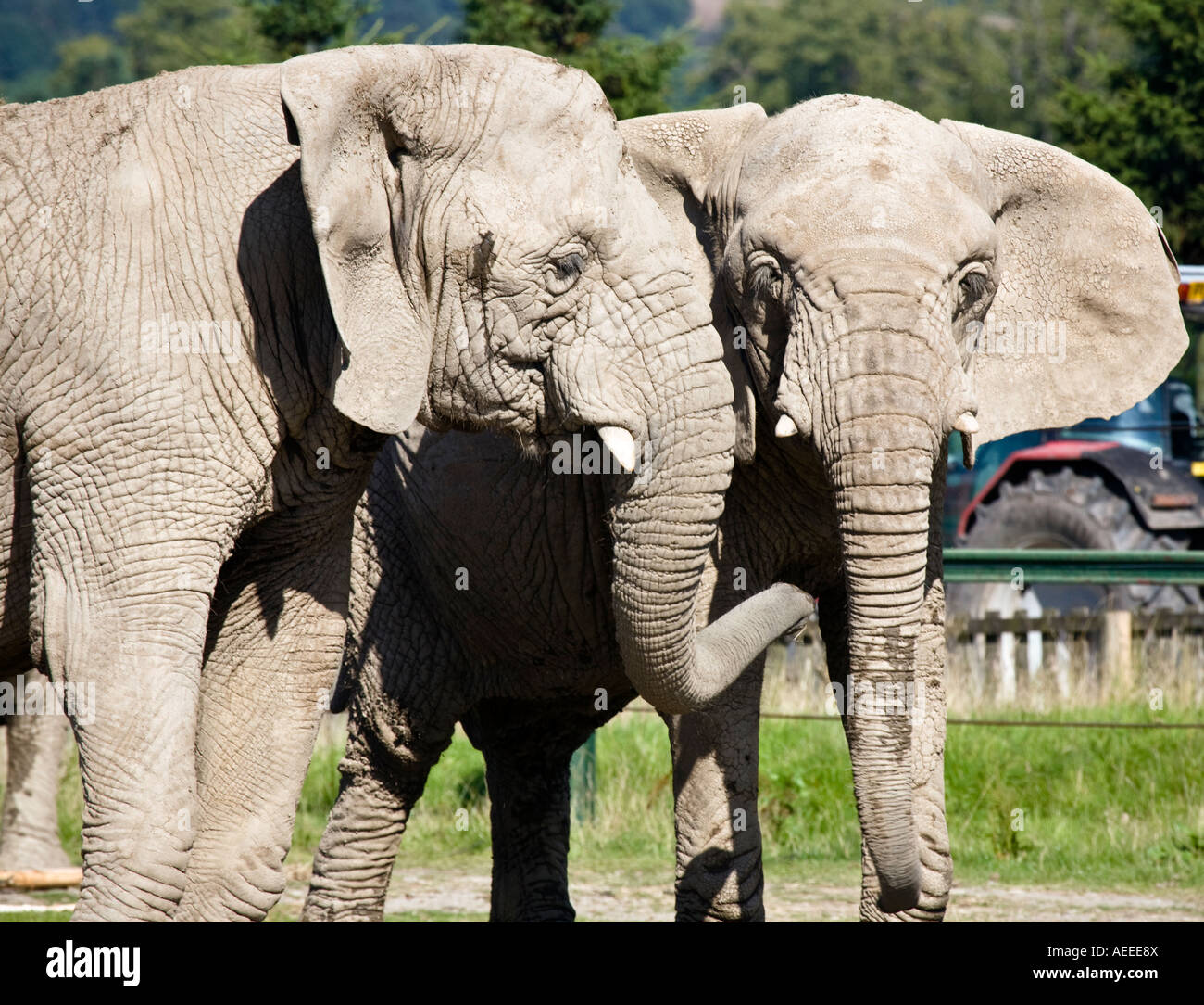 A pair of female African elephants Loxodonta africana Stock Photo - Alamy