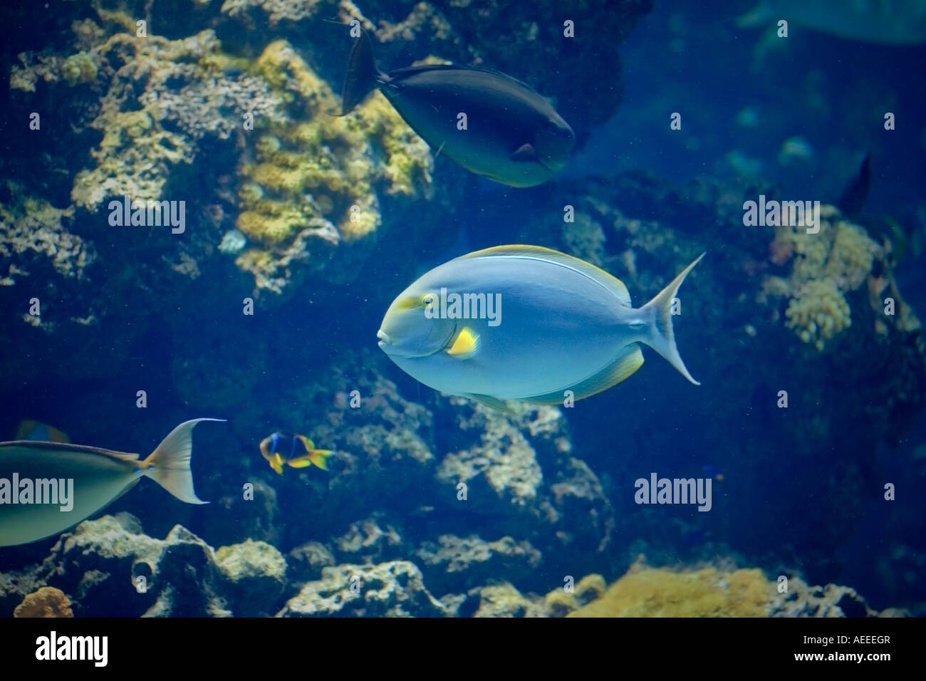Exotic fish in aquarium Stock Photo - Alamy