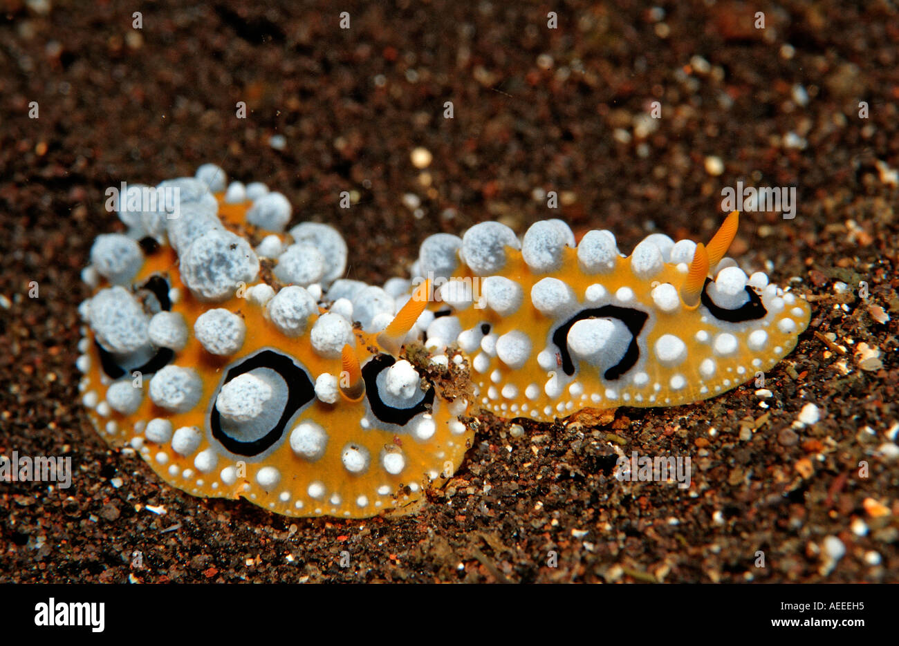 Two nudibranchs Phyllidia ocellata Bali Indian Ocean Indonesia Stock ...