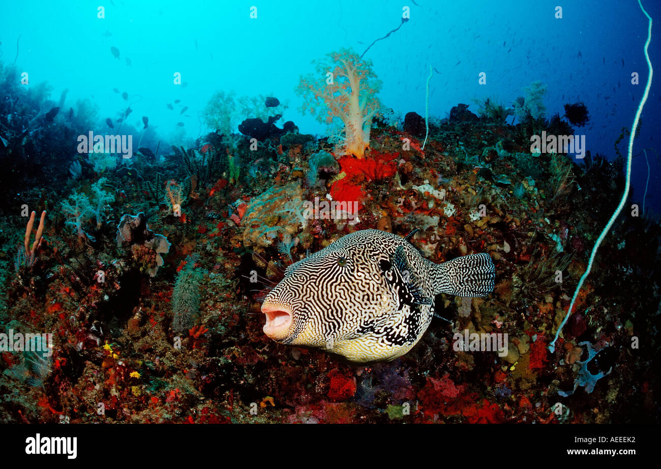 Map puffer Arothron mappa Bali Indian Ocean Indonesia Stock Photo - Alamy