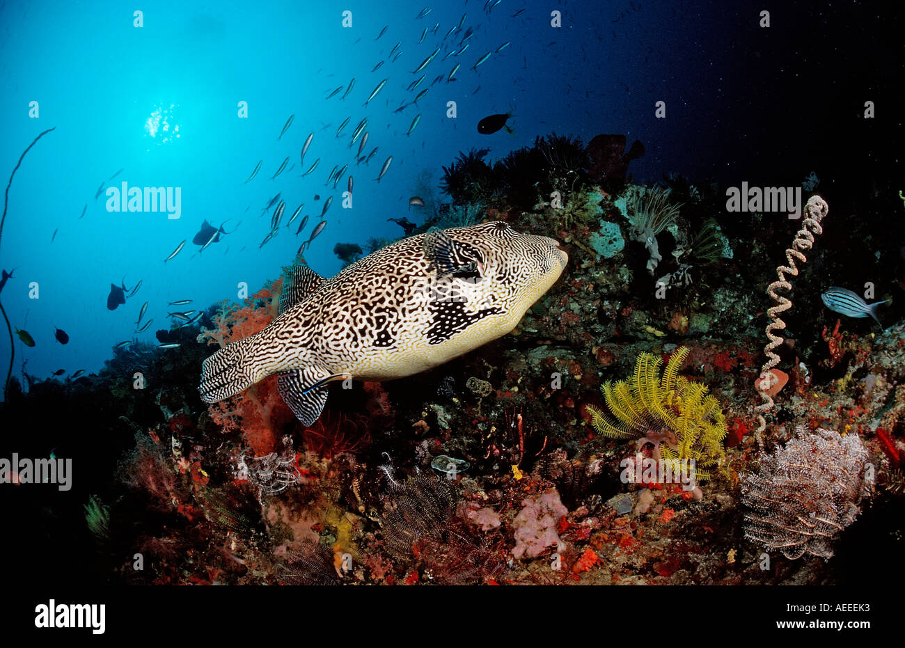 Map puffer Arothron mappa Bali Indian Ocean Indonesia Stock Photo - Alamy