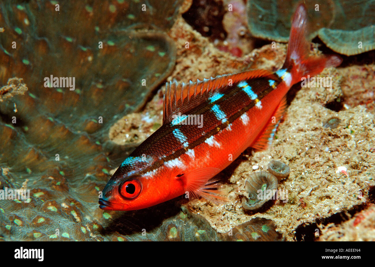 Neon fusilier Pterocaesio tile Bali Indian Ocean Indonesia Stock Photo ...
