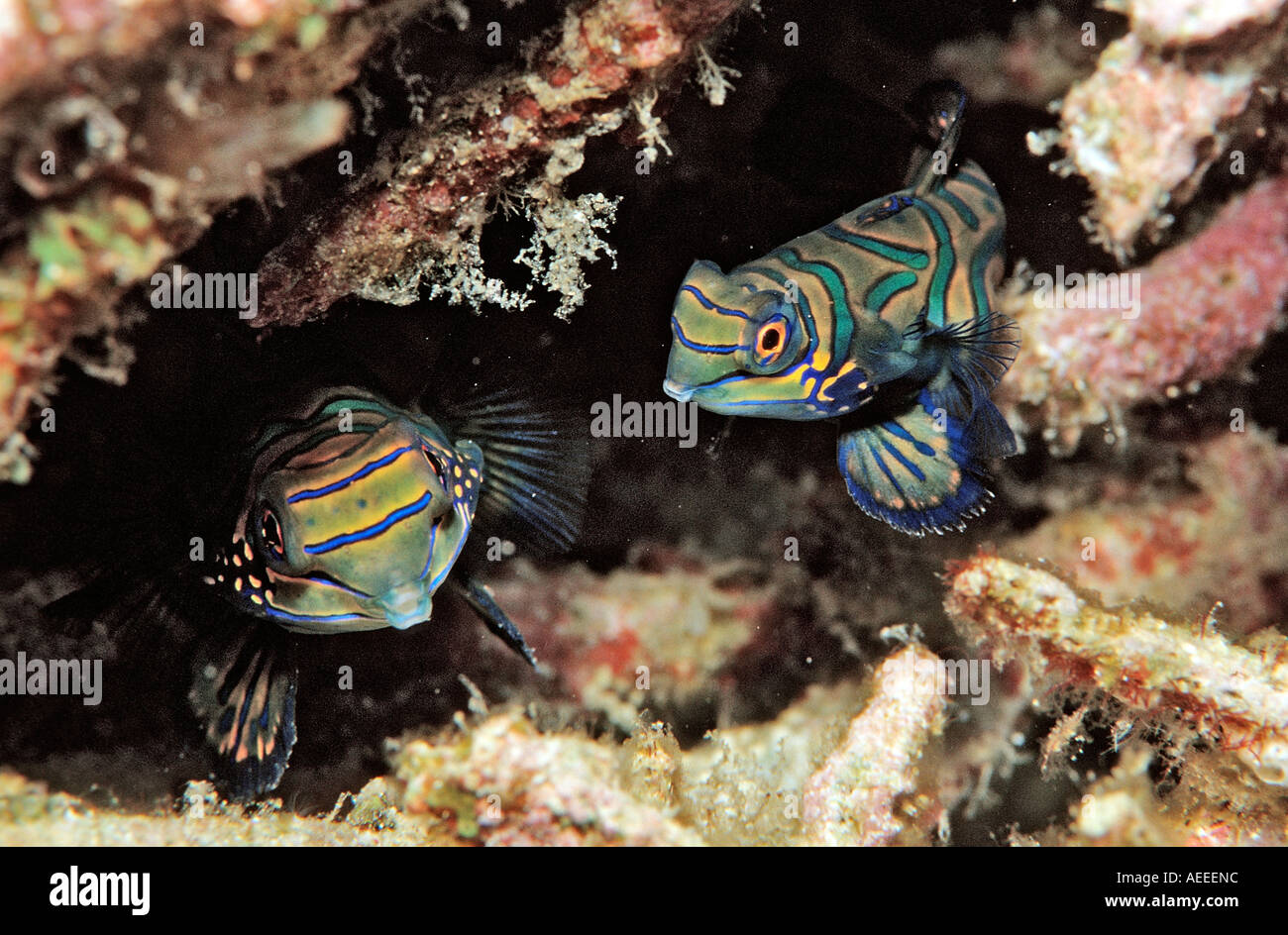 Mandarinfishes High Resolution Stock Photography and Images - Alamy