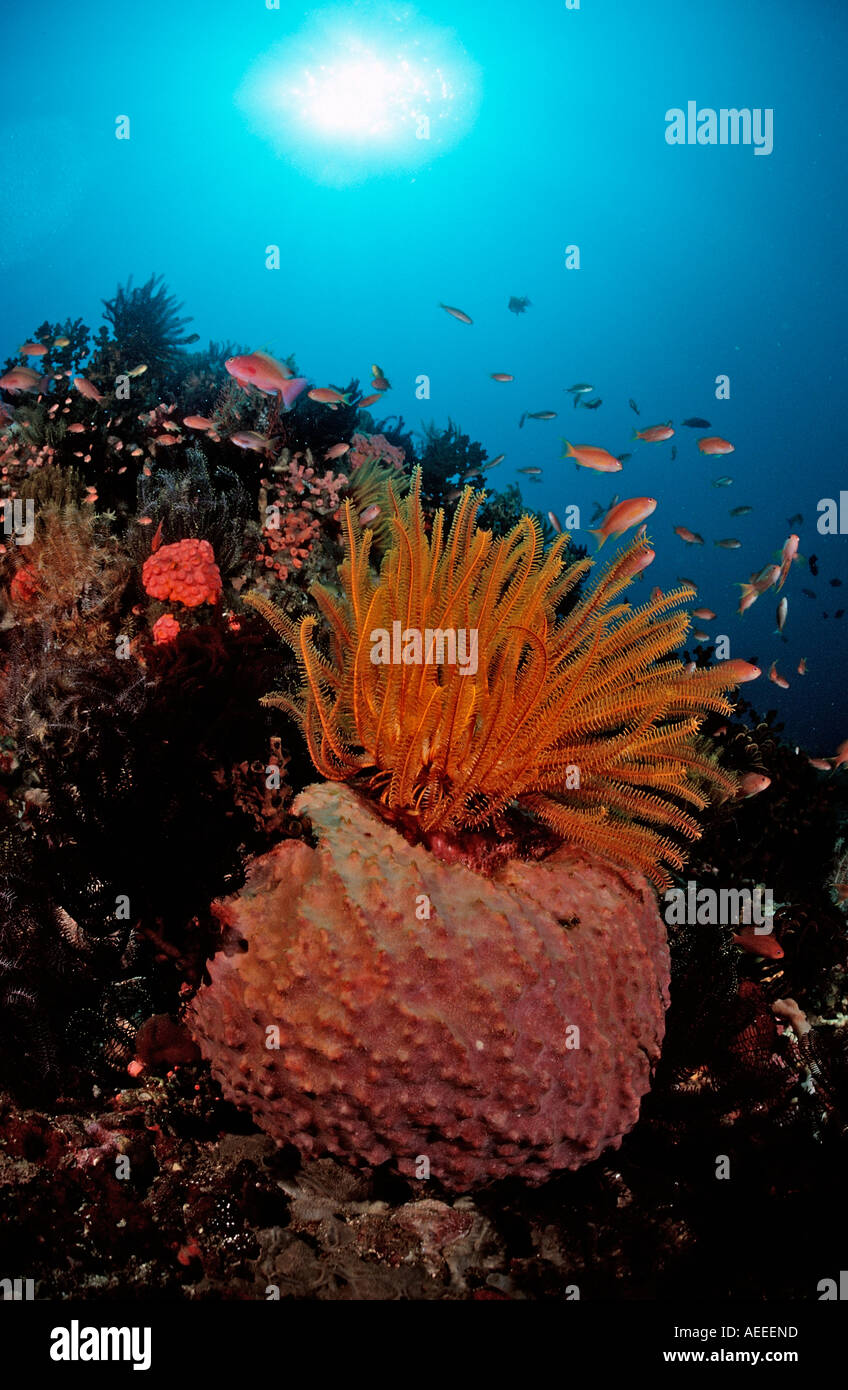 Colorful coral reef Komodo National Park Indian Ocean Indonesia Stock ...