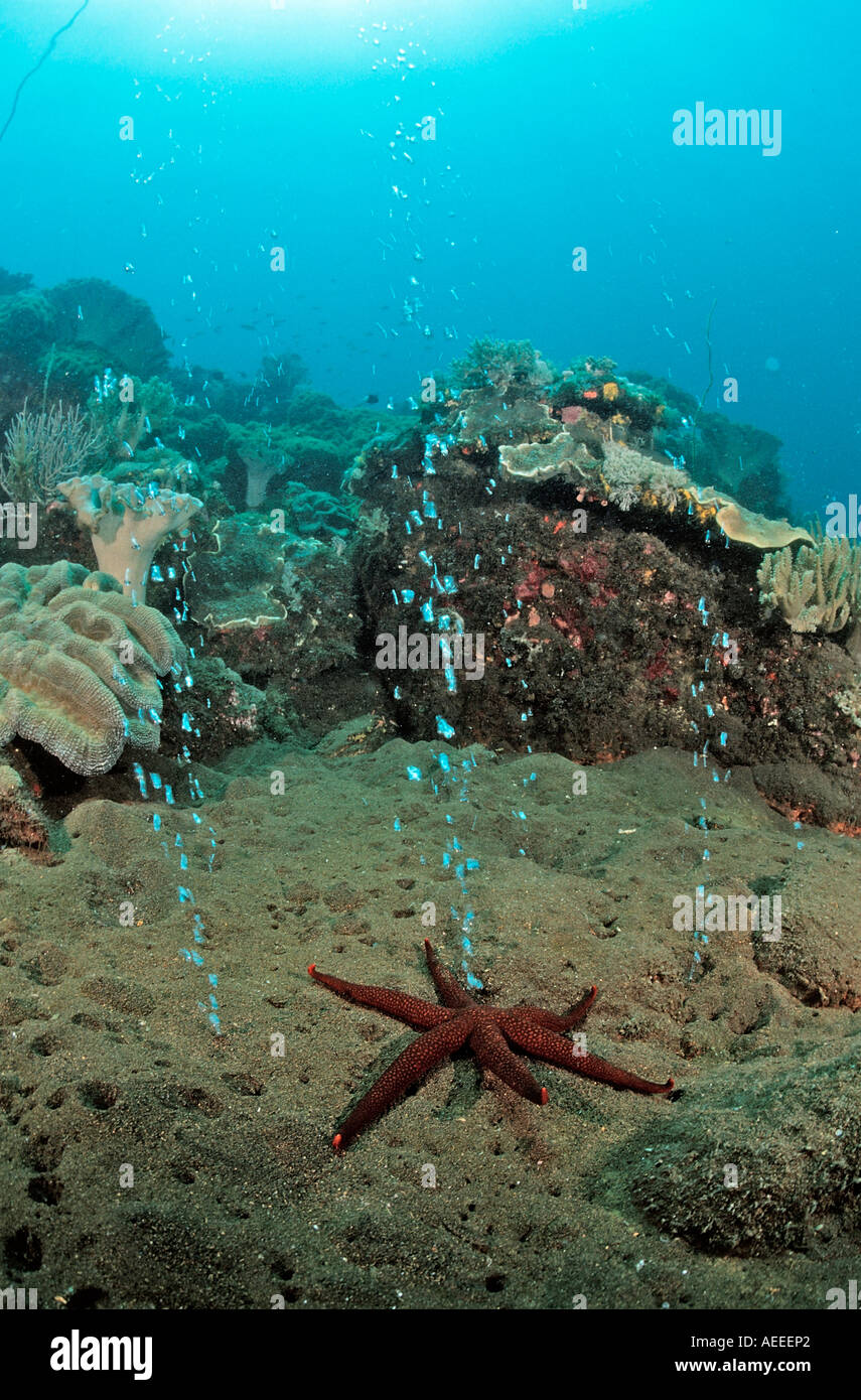Volcanic gas bubbles Volcano Island Sangean Indonesia Stock Photo - Alamy