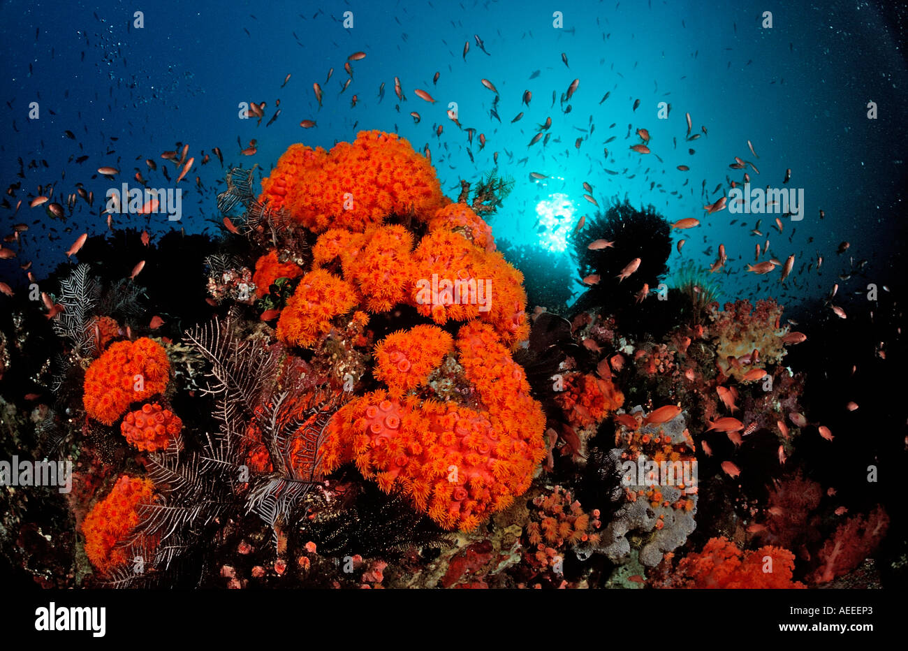 Colorful coral reef Bali Indian Ocean Indonesia Stock Photo - Alamy