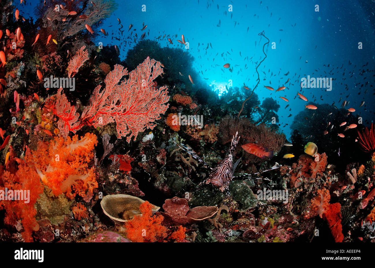 Colorful coral reef Bali Indian Ocean Indonesia Stock Photo - Alamy