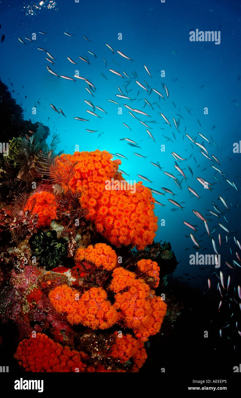 Colorful coral reef Bali Indian Ocean Indonesia Stock Photo - Alamy