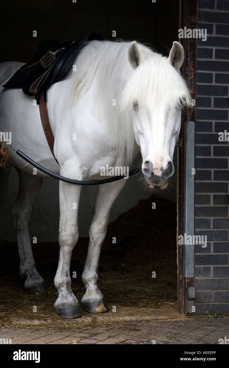 Medieval horse stable hi-res stock photography and images - Alamy