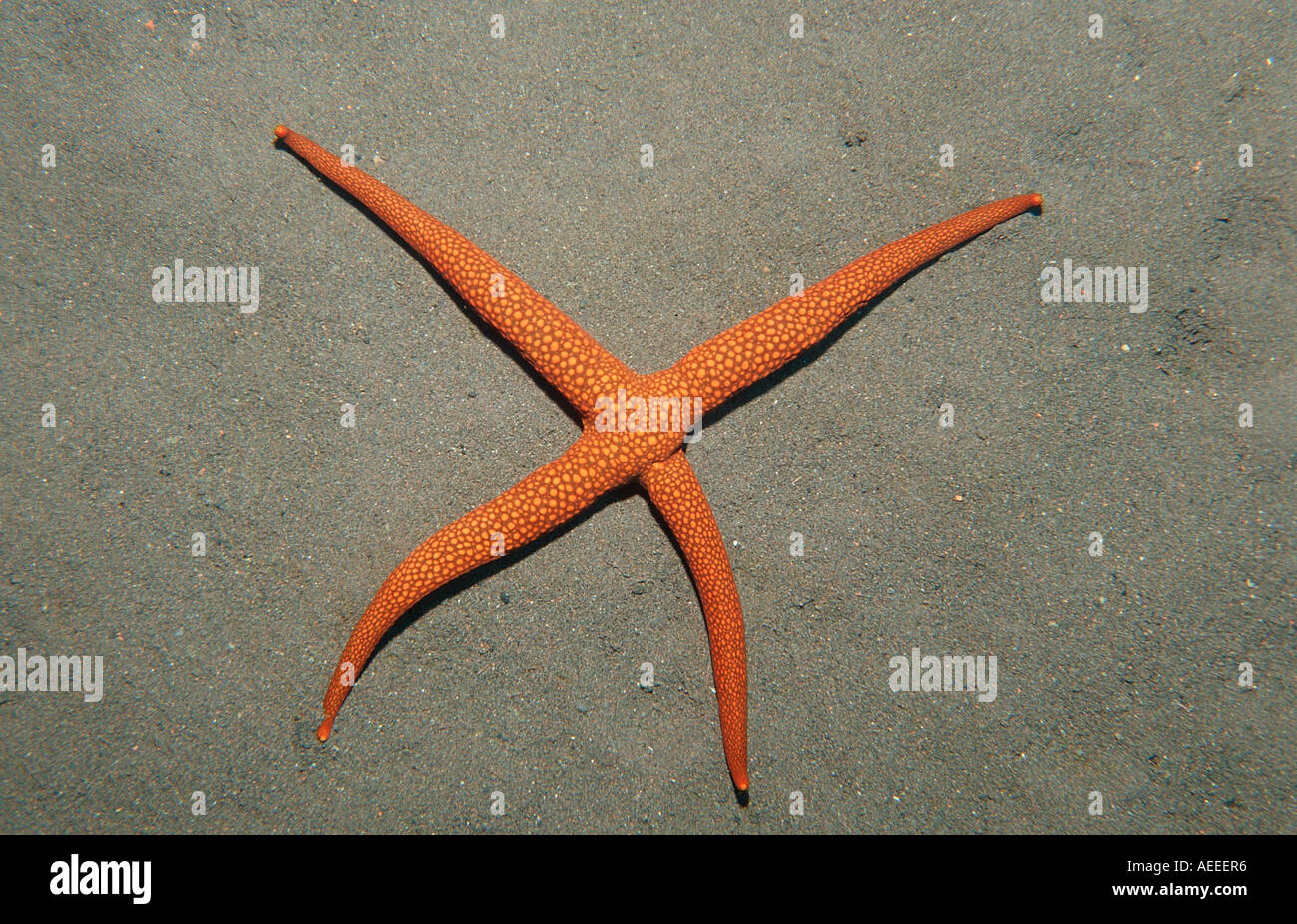 Starfish Regeneration Process