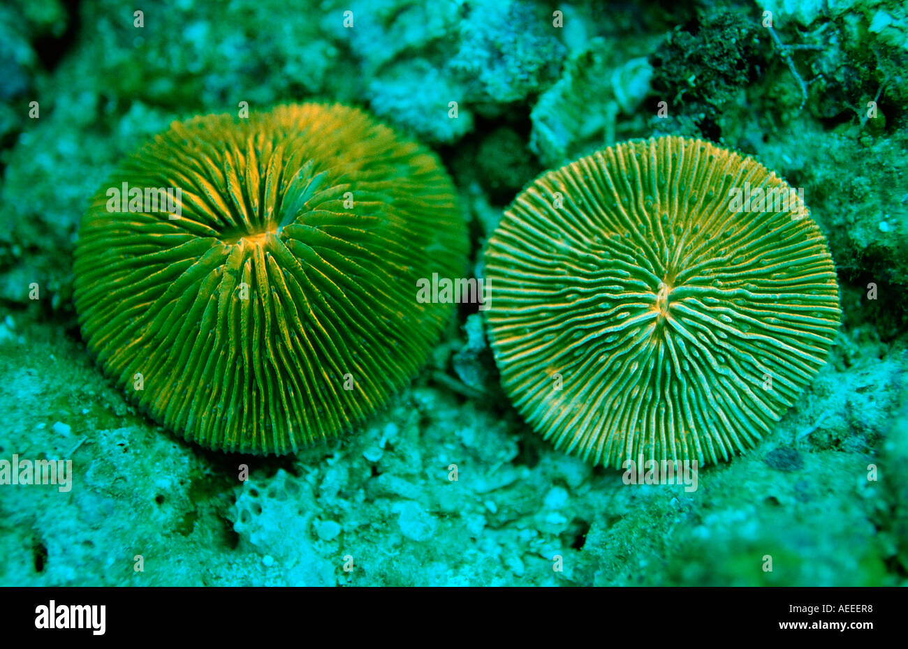 Fluoresce Mushroom coral Coral fluorescenc Ctenactis echinata Komodo ...