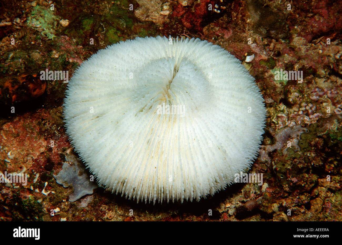 Bleached Mushroom coral Ctenactis echinata Komodo National Park Indian ...
