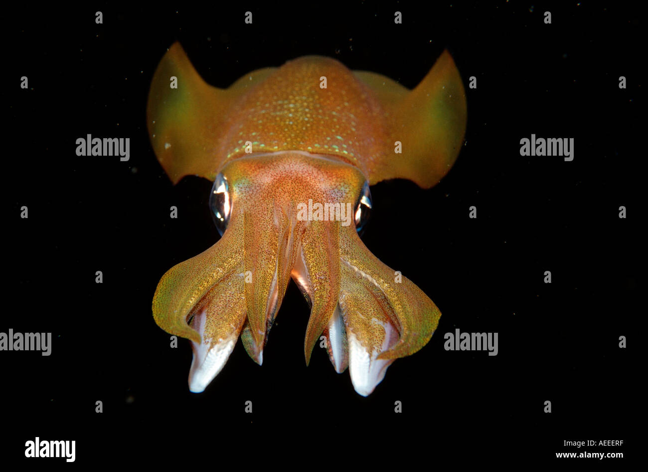 Reef squid at night Sepioteuthis lessoniana Bali Indian Ocean Indonesia ...