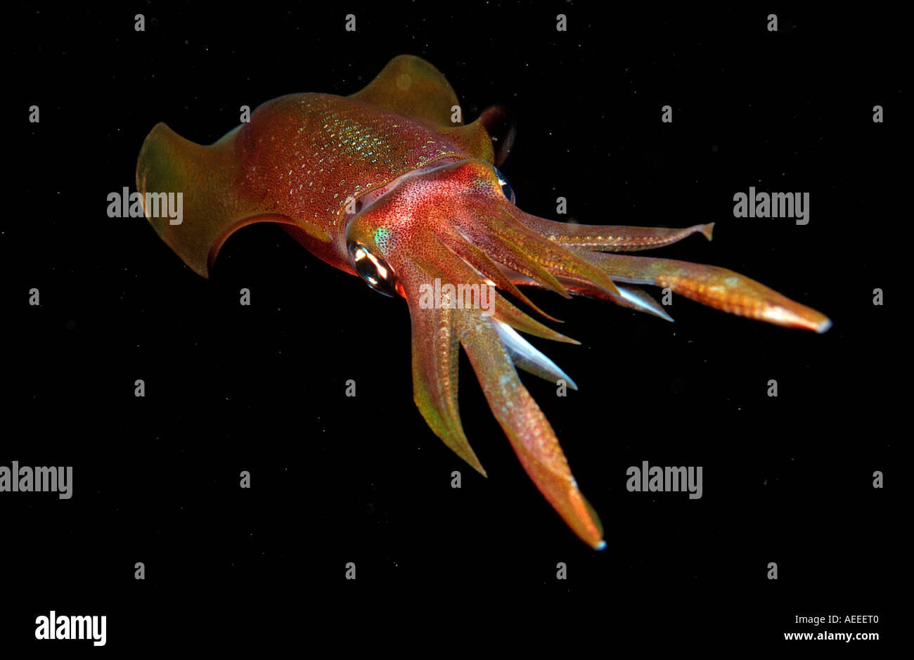 Big fin reef squid hi-res stock photography and images - Alamy
