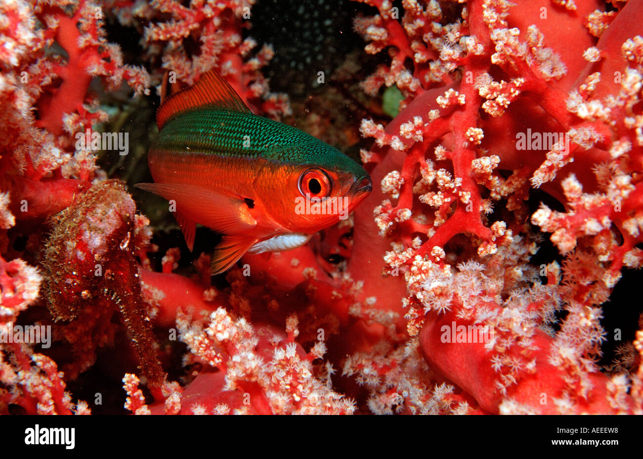 Neon fusilier Pterocaesio tile Bali Indian Ocean Indonesia Stock Photo ...