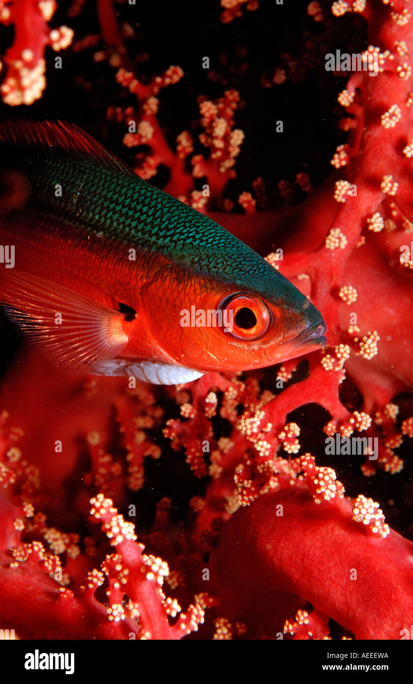 Neon fusilier Pterocaesio tile Bali Indian Ocean Indonesia Stock Photo ...