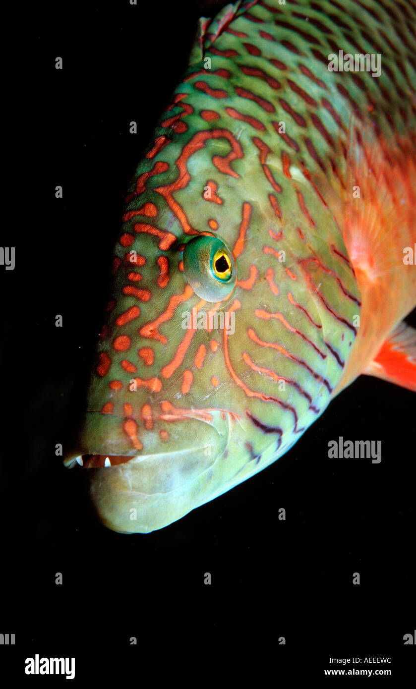 Oxycheilinus digrammus hi-res stock photography and images - Alamy