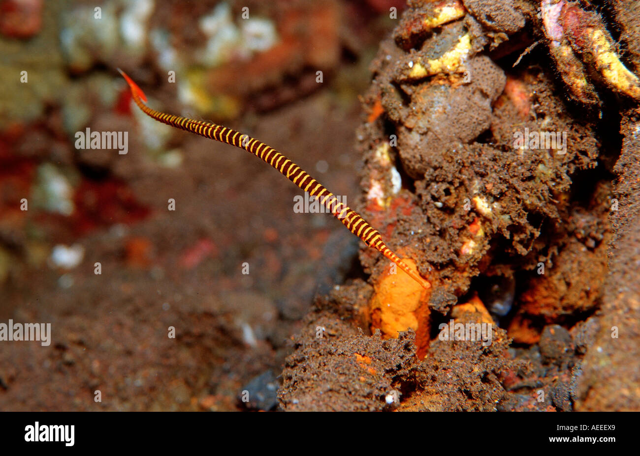 Banded pipefish Doryrhamphus multiannulatus Bali Indian Ocean Indonesia ...