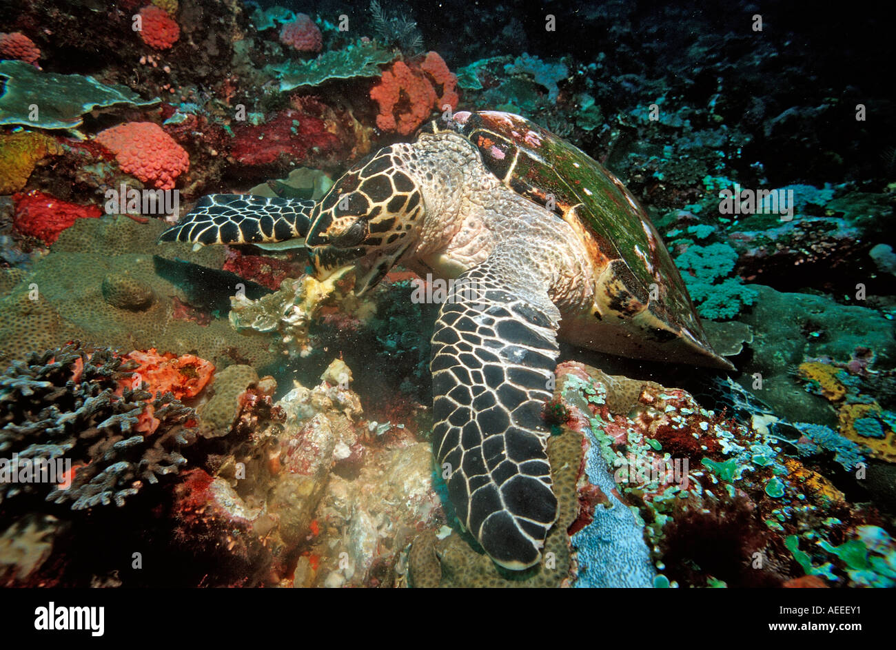 Hawksbill turtle eating sponge Eretmochelys imbricata Bali Indian Ocean ...