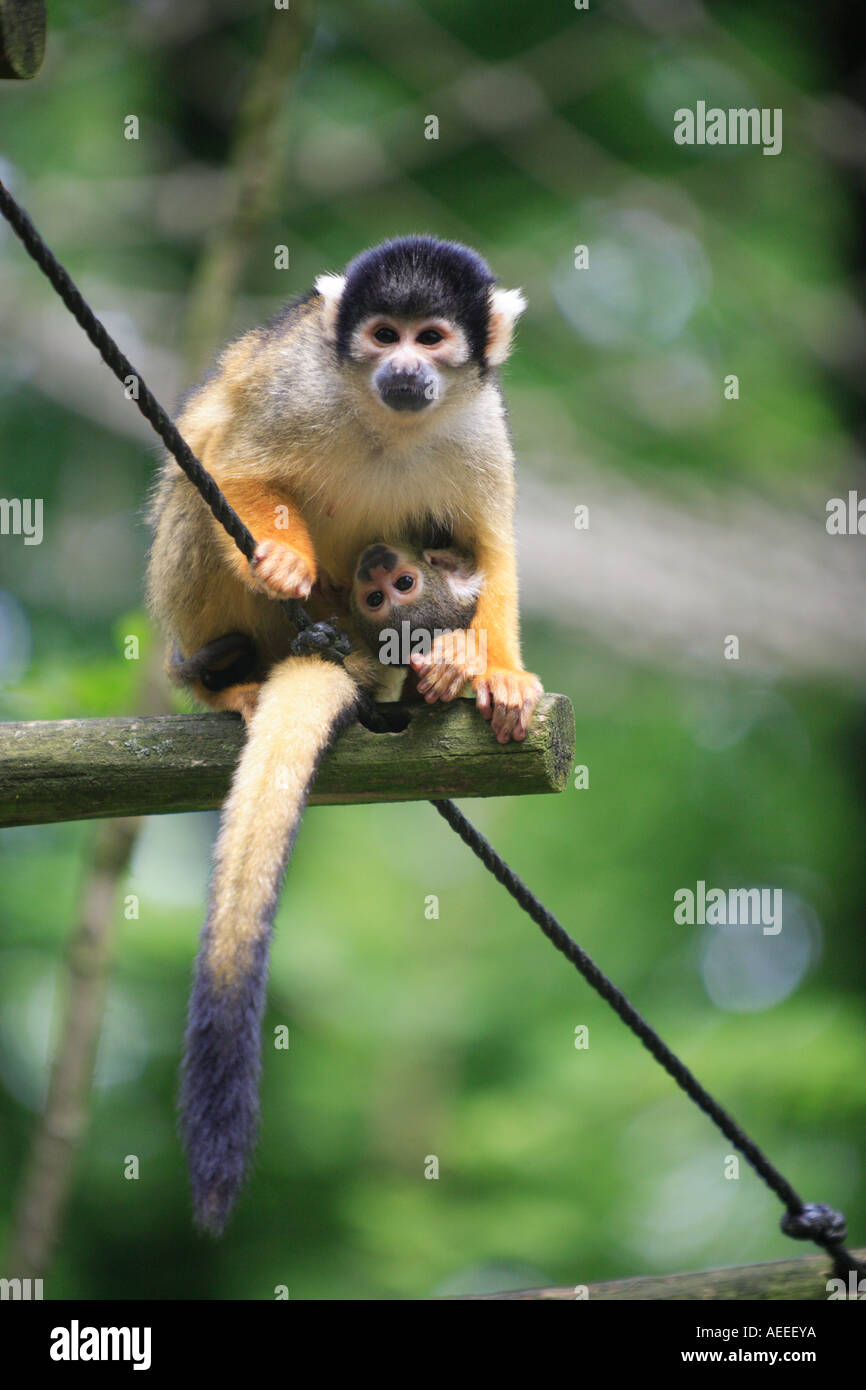 Squirel monkey hi-res stock photography and images - Alamy