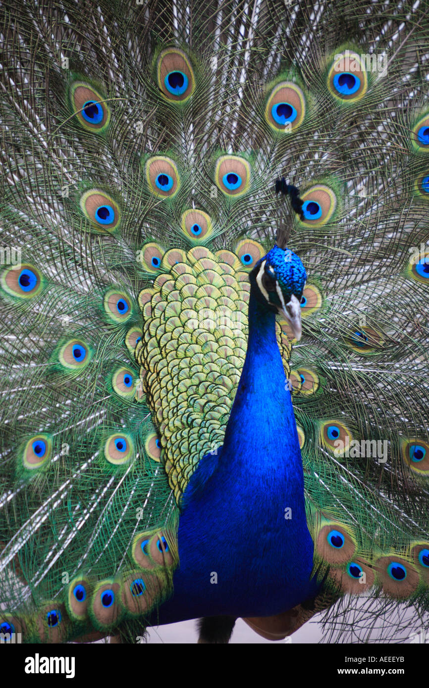 Peacock court hi-res stock photography and images - Alamy
