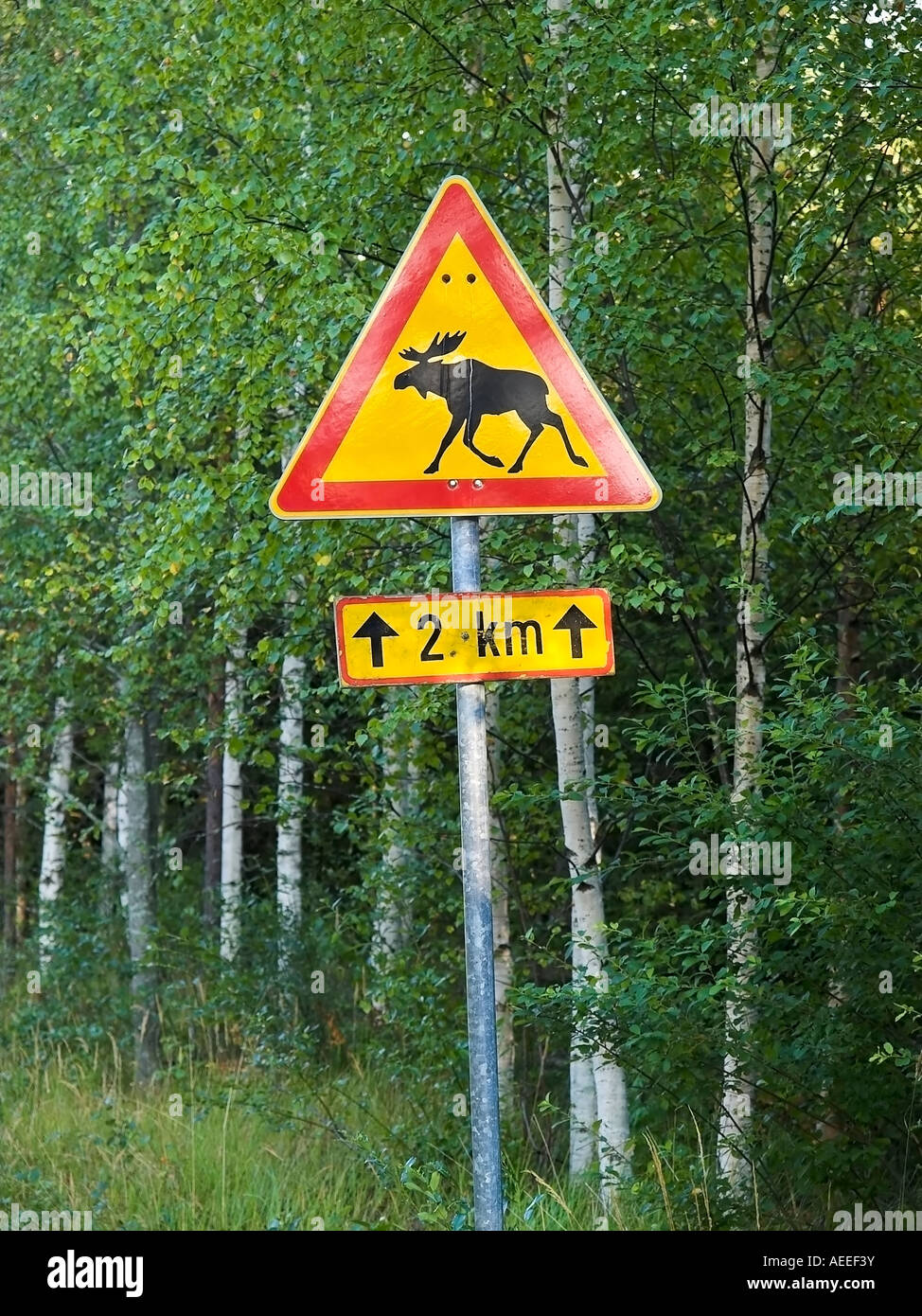 traffic signal in finish forest Stock Photo - Alamy