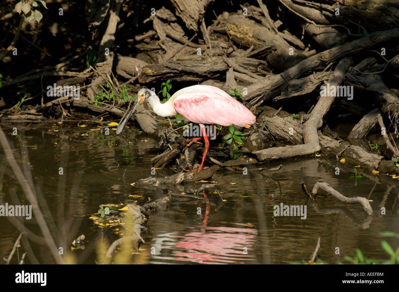 Roseate Spoonbill (Ajaia ajaja Stock Photo - Alamy