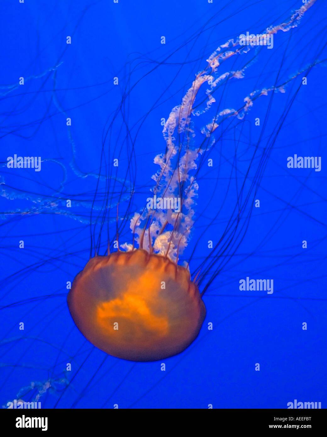 Phylum Cnidaria Jellyfish High Resolution Stock Photography and Images ...