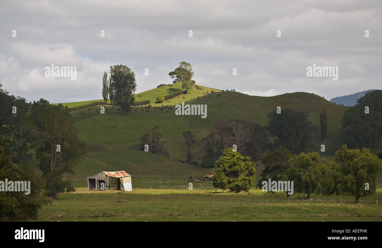Old barn in New Zealand countryside Stock Photo - Alamy