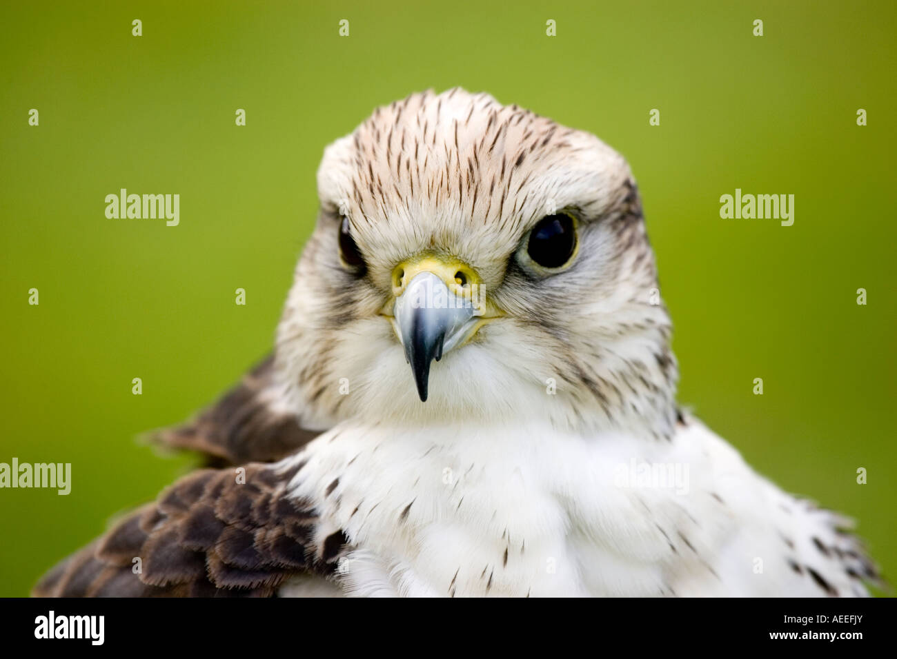 Head of Saker Falcon Stock Photo - Alamy