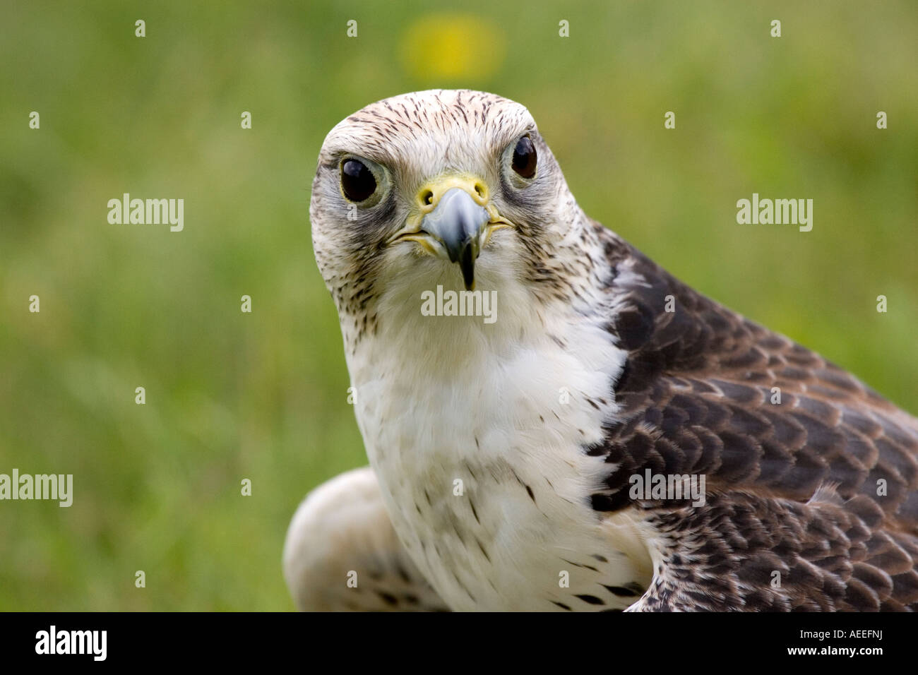 Head of Saker Falcon Stock Photo - Alamy