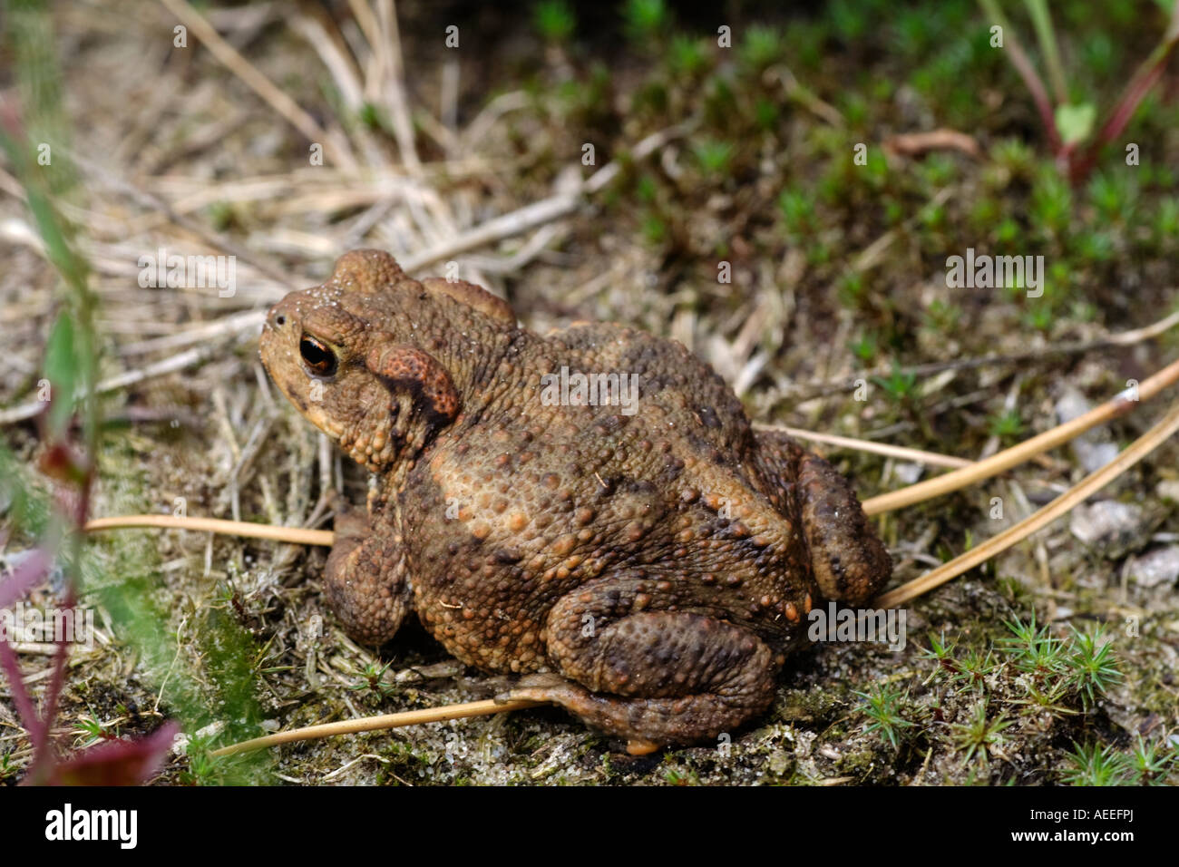 Common european toad hi-res stock photography and images - Alamy