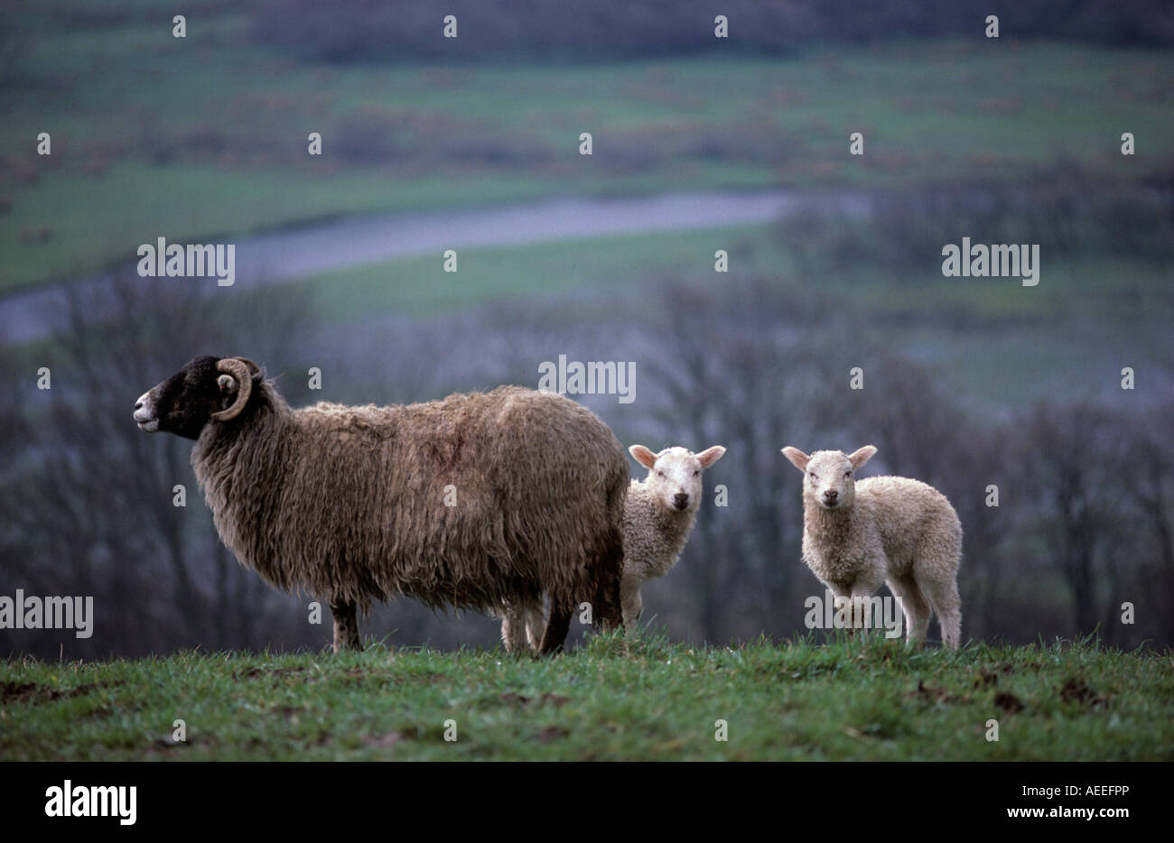 Sheep at Semerwater, Wensleydale, Yorkshire Dales Stock Photo - Alamy