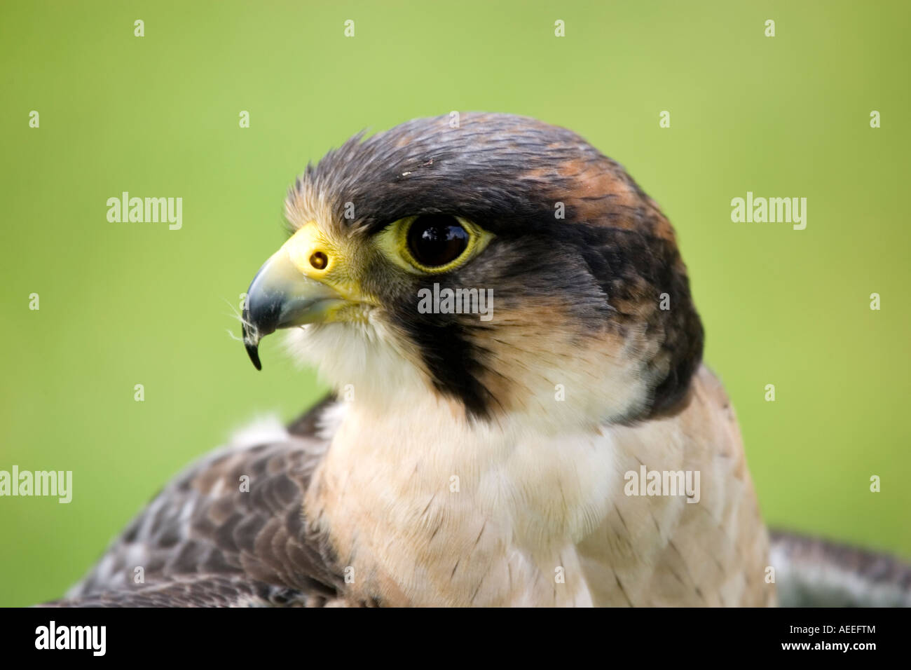 Head of Lanner Falcon Stock Photo - Alamy