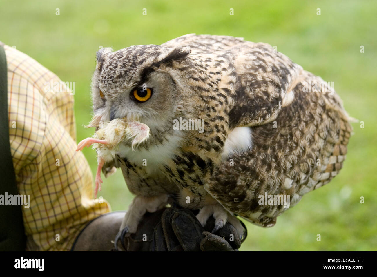 Eagle owl feeding Stock Photo - Alamy