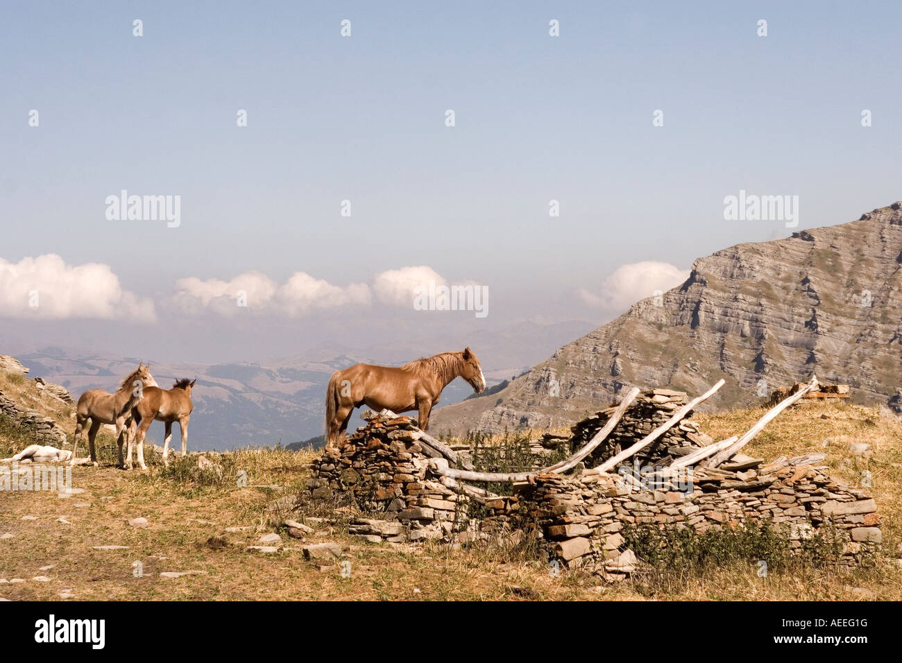 Monte pony hi-res stock photography and images - Alamy