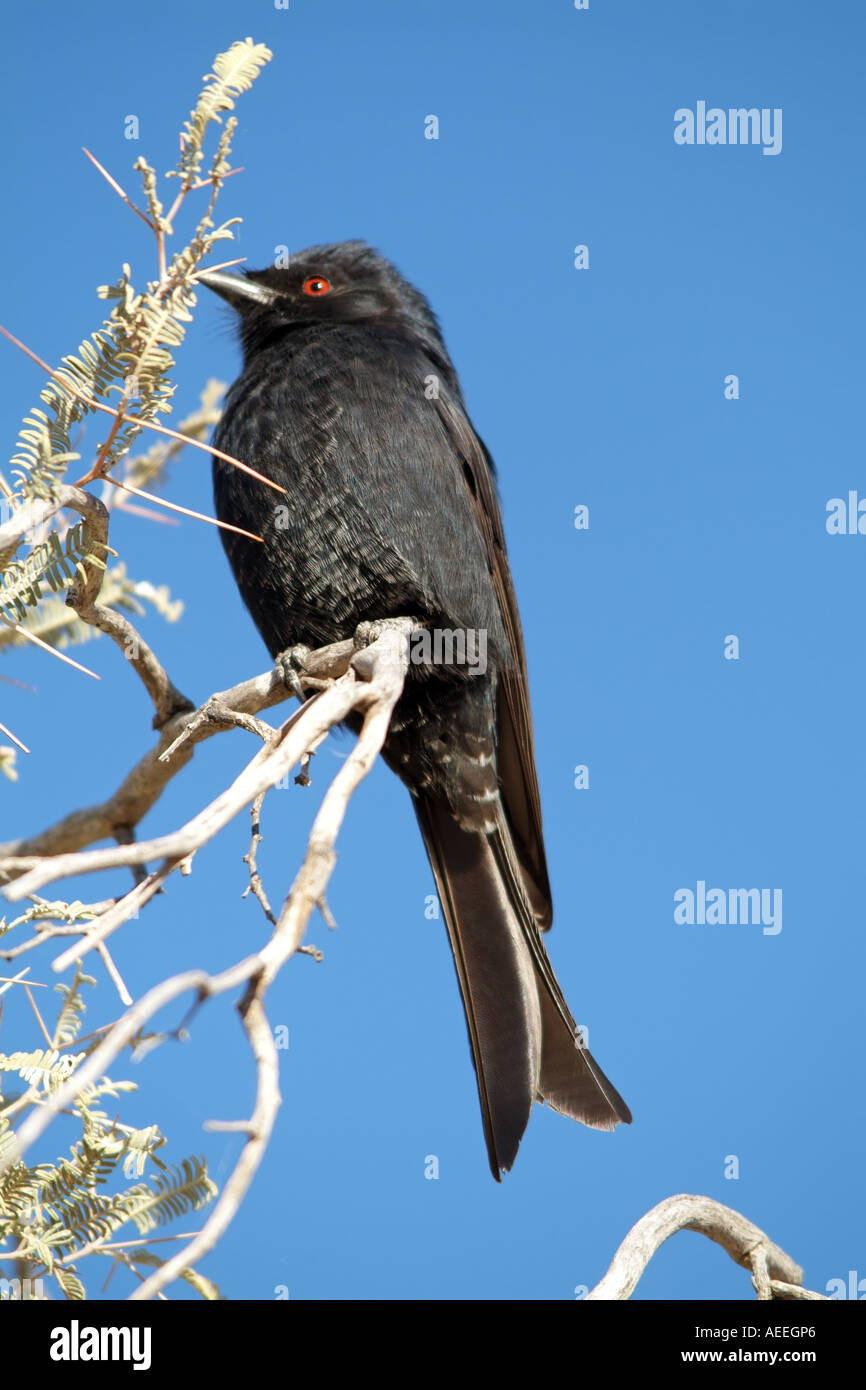 Forktailed Drongo. Kalahari South Africa RSA Stock Photo - Alamy