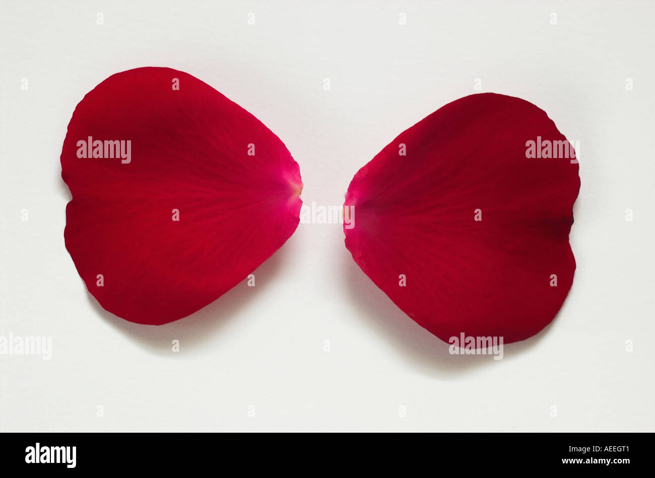 Two Red Rose Petals on White Background Stock Photo - Alamy