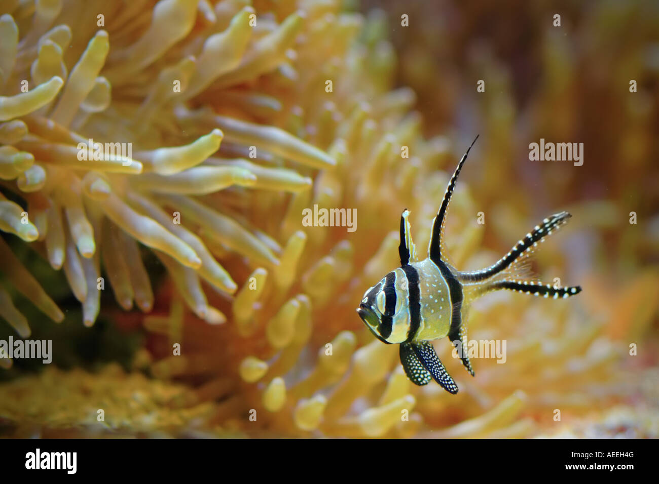 Deep water single fish hi-res stock photography and images - Alamy