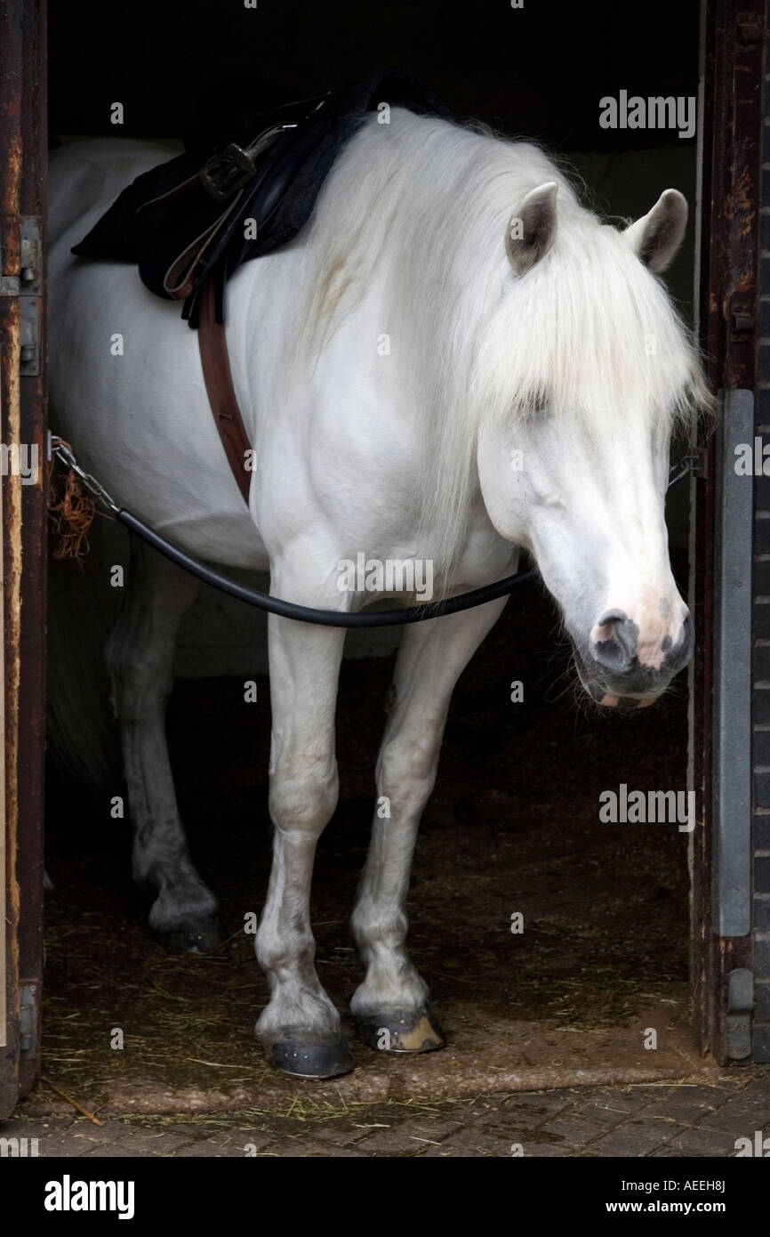 Medieval horse stable hi-res stock photography and images - Alamy