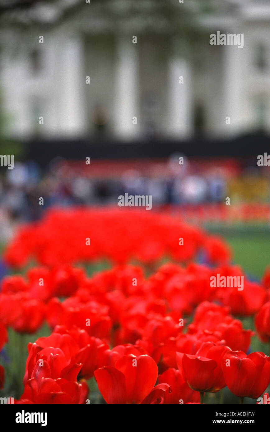 Spring flowers Washington DC Stock Photo - Alamy