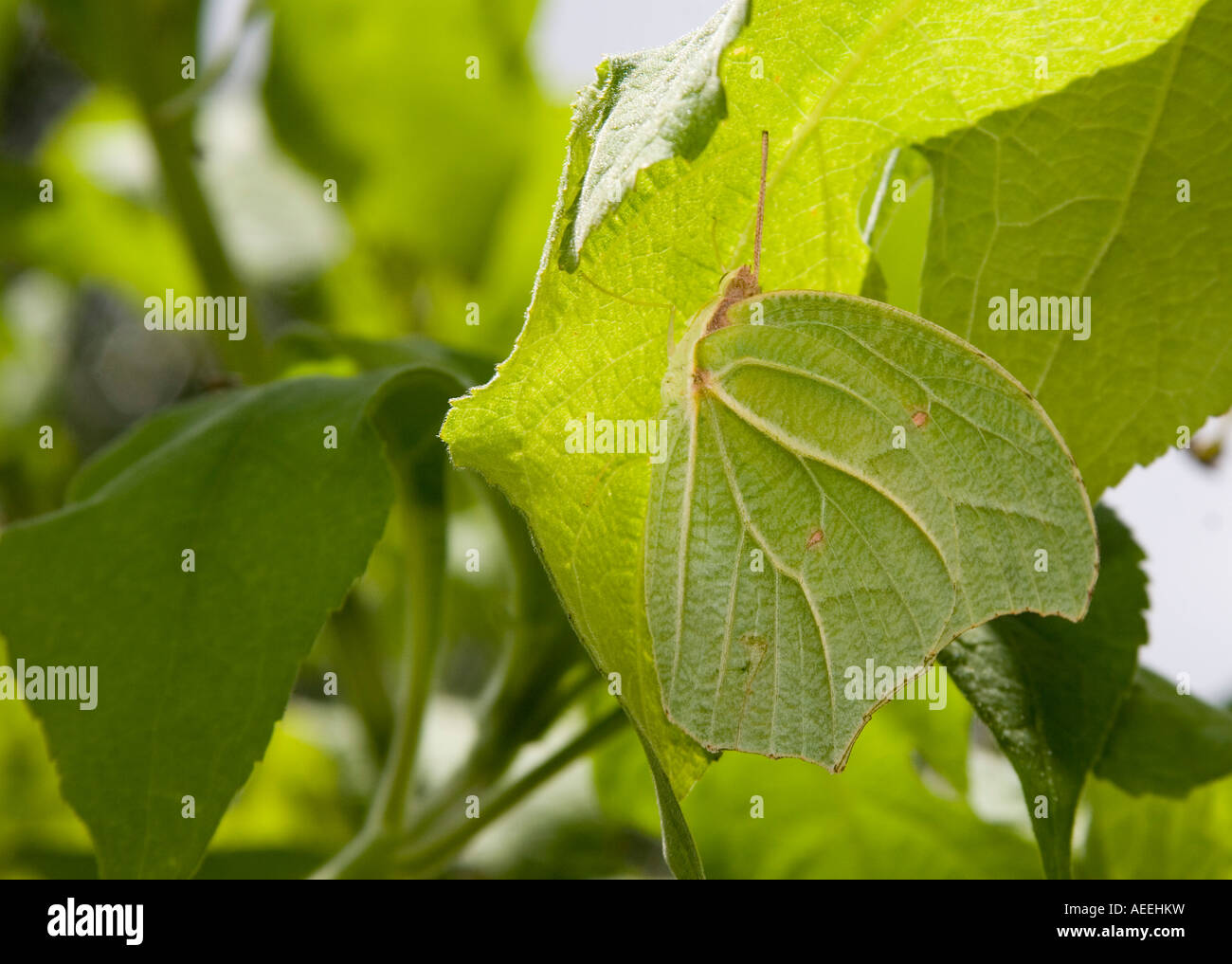 Butterfly mimicry. Picture taken in the Brazilian Cerrado Stock Photo ...