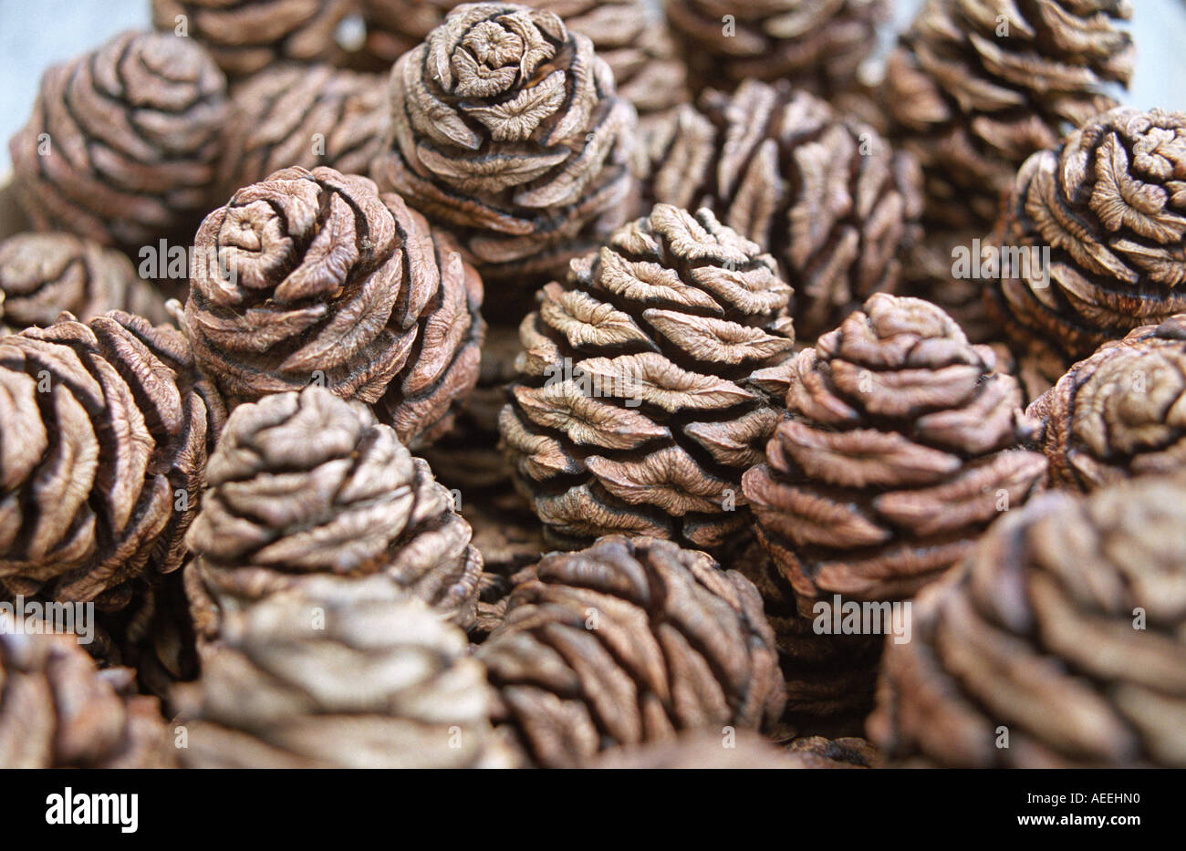 Redwood Cones