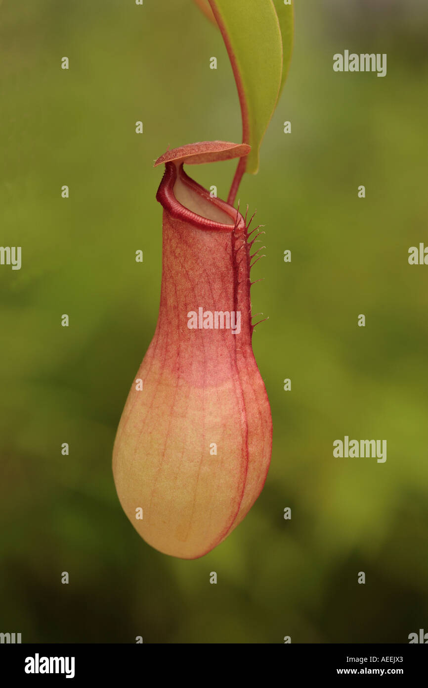 Winged pitcher plant Nepenthes alata Philippines Fully developed ...