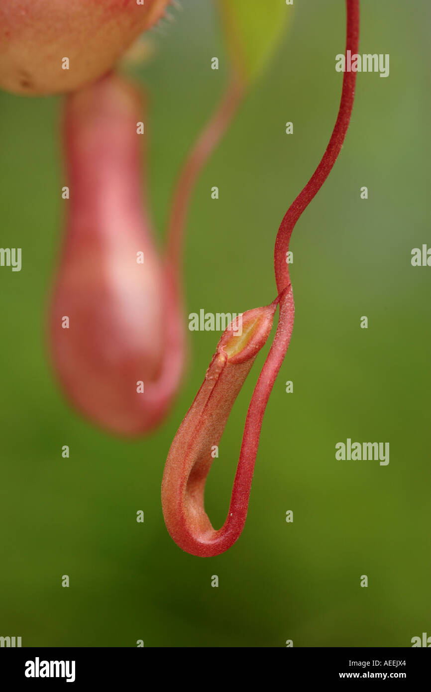 Nepenthes pitcher plant nepenthes alata hi-res stock photography and ...