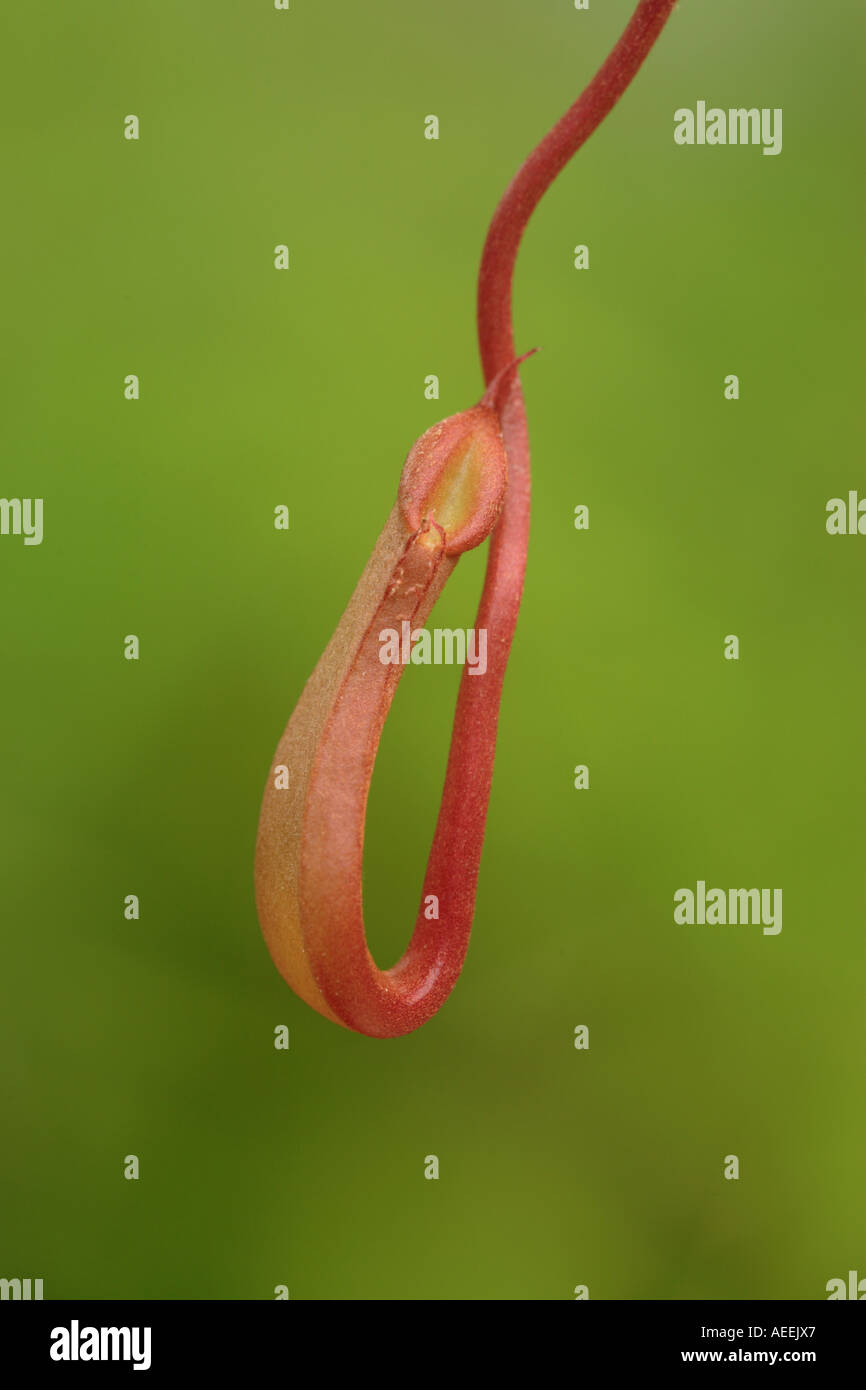 Winged pitcher plant Nepenthes alata Philippines Pitcher at an early ...