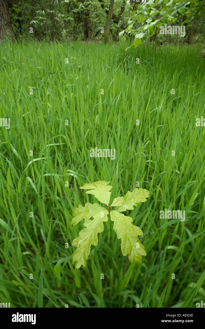 Oak seedling Quercus Stock Photo - Alamy