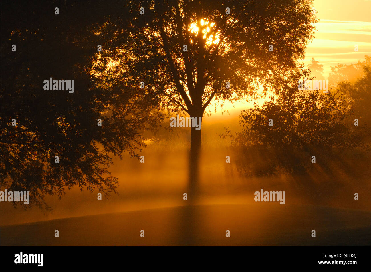 Sunrise backlighting woodland Stock Photo - Alamy